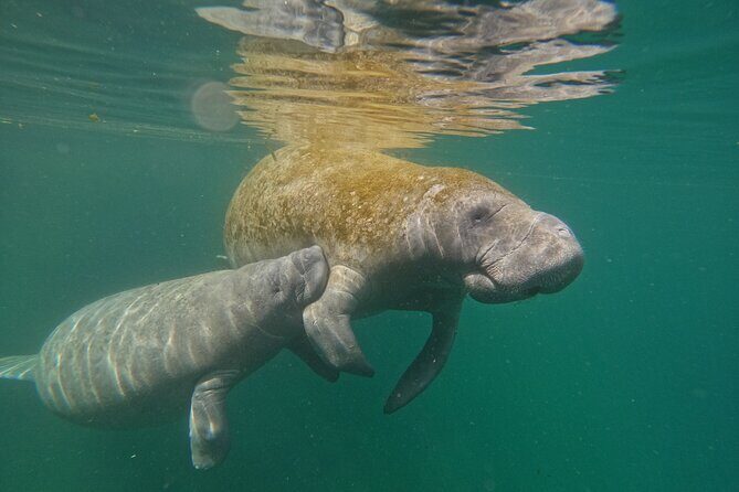 Guided Crystal River Manatee Snorkeling Tour - An In-Depth Look at the Tour Experience