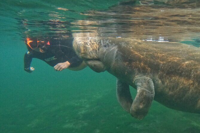 Guided Crystal River Manatee Snorkeling Tour - Final Thoughts