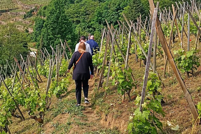 Guided Day Tour and Wine Tasting Northern Rhône Valley - Itinerary and What to Expect