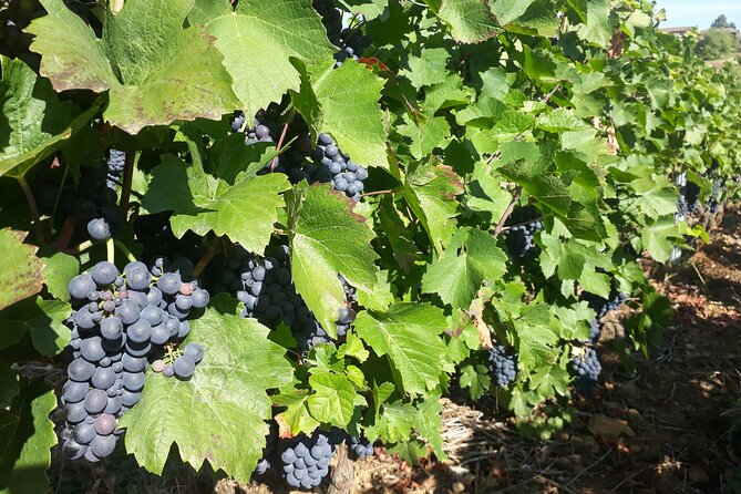 Guided Day Tour and Wine Tasting Northern Rhône Valley - Meet Your Guide: Justine