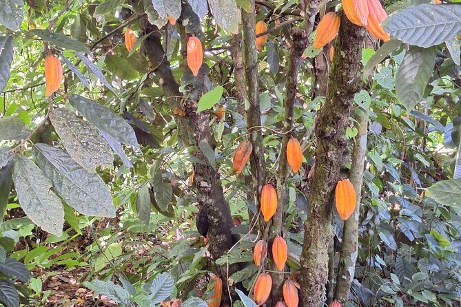 Guided Day Tour at Lopinot Plantation Estate - Final Thoughts