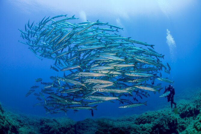 Guided Diving for Beginners Without Certification From Sorrento - Testimonials From Past Participants