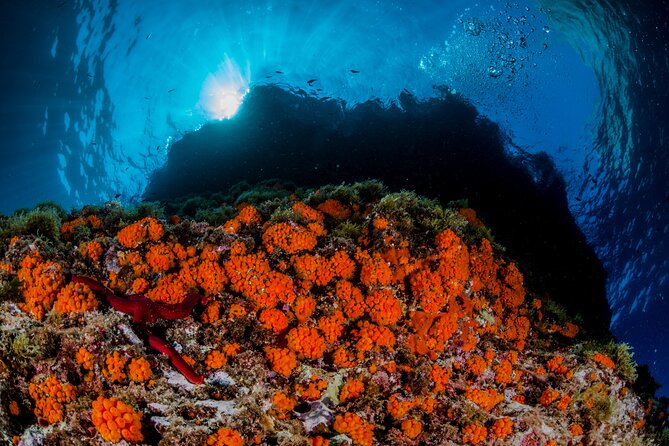 Guided Diving for Beginners Without Certification From Sorrento - Tips for an Enjoyable Diving Experience