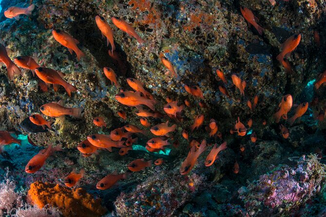 Guided Diving for Beginners Without Certification From Sorrento - Since You Asked