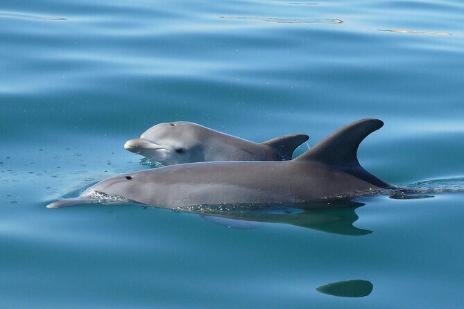Guided Dolphin Eco-Cruise in Koombana Bay - Who Would Enjoy This Tour Most?