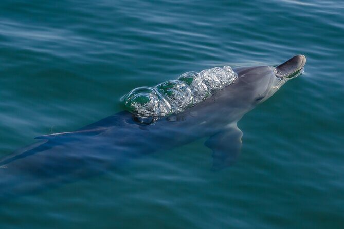 Guided Dolphin Eco-Cruise in Koombana Bay - The Sum Up: Is It Worth It?