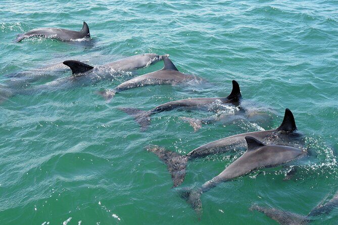 Guided Dolphin Eco-Cruise in Koombana Bay - FAQ: Practical Questions Answered