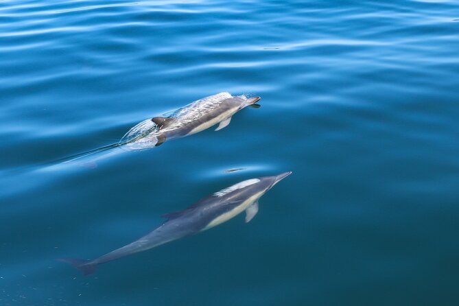 Guided Dolphin Watching in the Arrábida Natural Park - A Closer Look at the Dolphin Watching Adventure