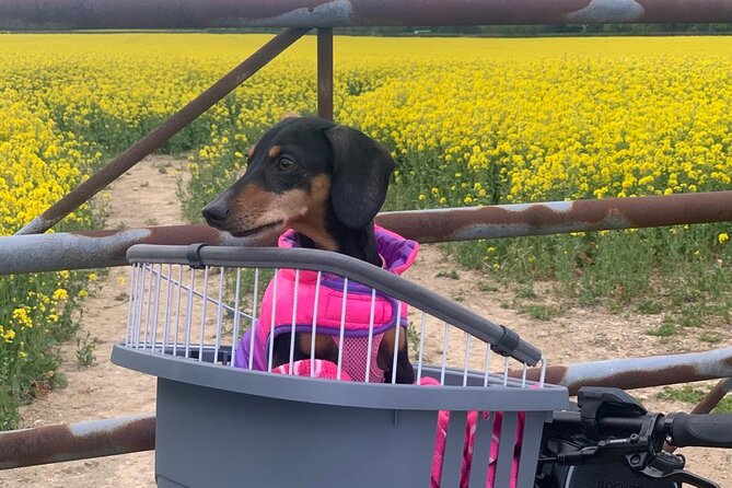 Guided E-Bike Day Trips Dorset - Sights and Attractions Covered