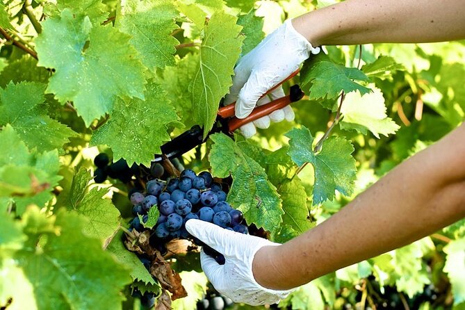 Guided E-Bike Tour With Wine Tasting From Lucca - Enjoying the Wine Tasting Experience