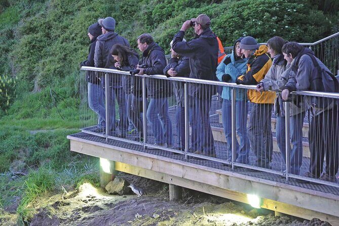 Guided Evening Penguin Viewing Otago Peninsula, Dunedin, New Zealand - Who Should Consider This Tour?