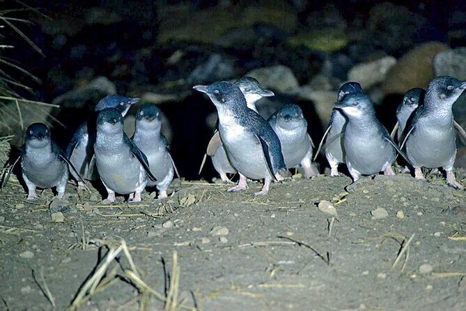 Guided Evening Penguin Viewing Otago Peninsula, Dunedin, New Zealand - Key Points