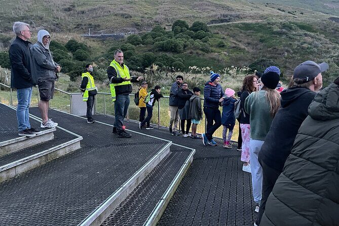 Guided Evening Penguin Viewing Otago Peninsula, Dunedin, New Zealand - What to Expect: Real-World Insights
