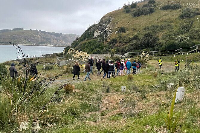 Guided Evening Penguin Viewing Otago Peninsula, Dunedin, New Zealand - Authentic Experiences from Travelers