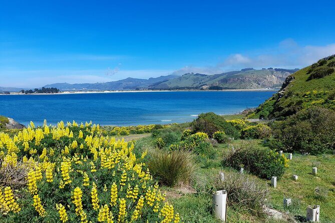Guided Evening Penguin Viewing Otago Peninsula, Dunedin, New Zealand - Final Thoughts: Is This Tour Right for You?
