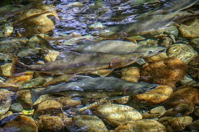 Guided Fishing Adventure in Whistler - Who Will Love This Tour?