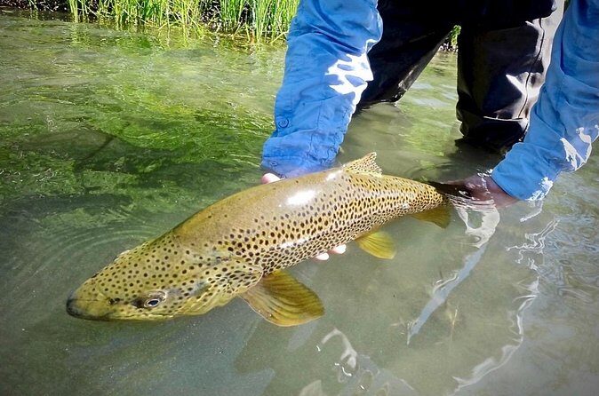 Guided Fly Fishing on Truckee River, Lake Tahoe, Truckee and Reno - The Value of the Price