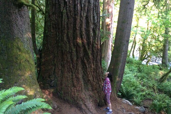 Guided forest hike to Seattle waterfalls incl. Snoqualmie Falls - Who Will Enjoy This Tour?