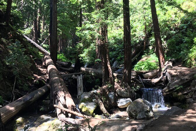 Guided full-day Big Sur hiking adventure with lunch - Exploring the Big Sur Coast: What to Expect from the Tour