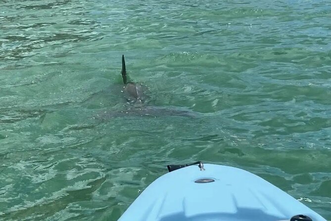 Guided Glow LED Kayak Sunset Activity in Bonita Springs - Authentic Testimonials