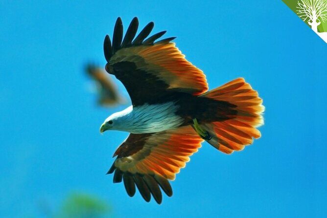 Guided Half Day Mangrove Safari Tour In Langkawi - Sharing Basis - Frequently Asked Questions