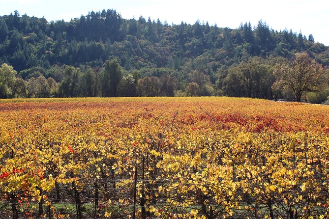 Guided Healdsburg Wine Country Bike and Wine Tasting Tour With Lunch - Itinerary Overview