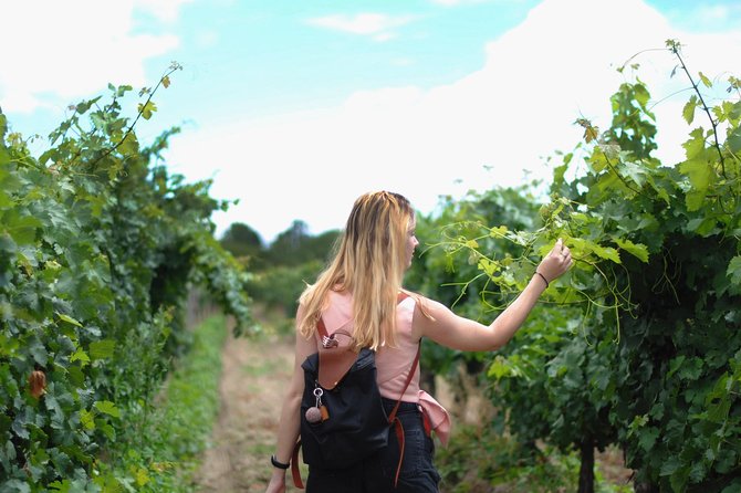 Guided Healdsburg Wine Country Bike and Wine Tasting Tour With Lunch - Booking Information