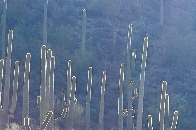 Guided Hike in the Sonoran Desert - Introduction: Discovering the Magic of the Sonoran Desert