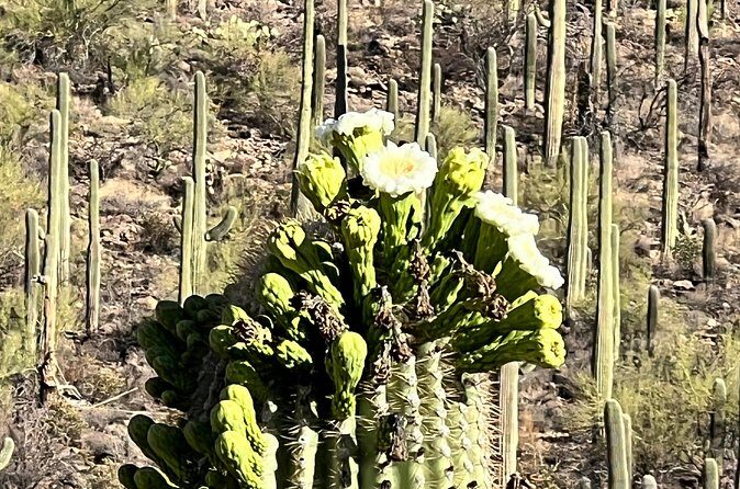 Guided Hike in the Sonoran Desert - FAQs