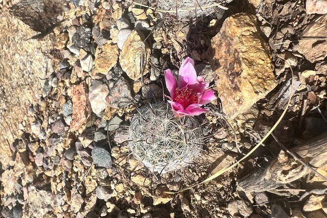 Guided Hike in the Sonoran Desert - Final Thoughts