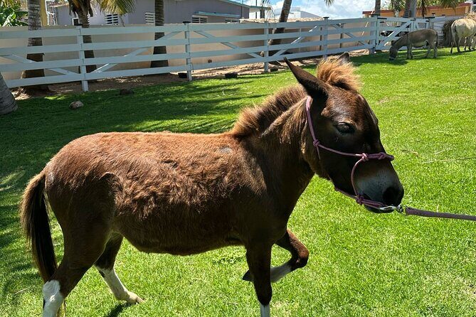 Guided Hike with Miniature Donkeys to a Secluded Beach - Who Should Consider This Tour?