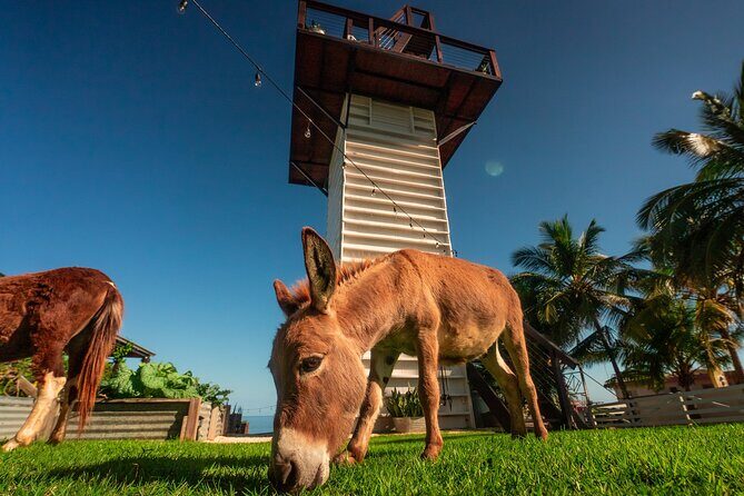 Guided Hike with Miniature Donkeys to a Secluded Beach - FAQ