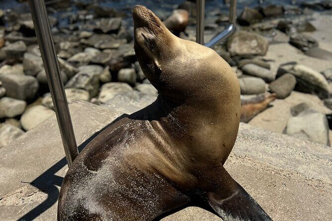 Guided Historic La Jolla Village Walking Tour - The Dive Into La Jolla’s Coastal and Cultural Charm