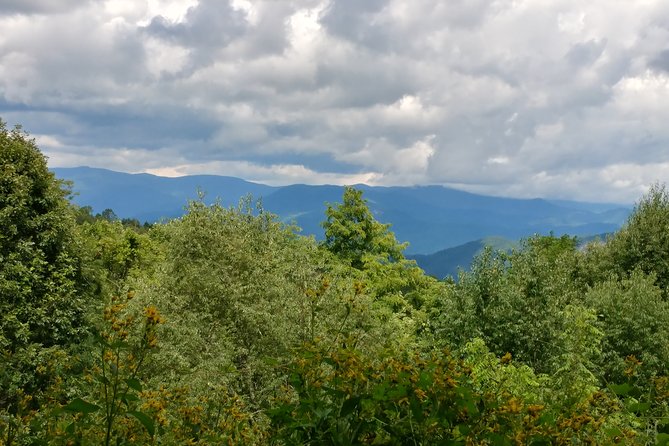 Guided Horseback Ride Through Flame Azalea and Fern Forest - Participation Requirements and Guidelines