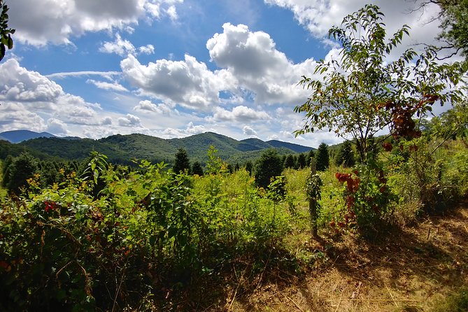 Guided Horseback Ride Through Flame Azalea and Fern Forest - Customer Feedback and Highlights