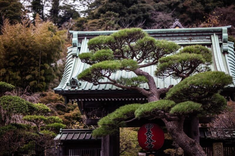Guided Kamakura Private Tour GREEN NUMBER PLATES - Wandering Through Hokoku-Ji Temple Bamboo Grove