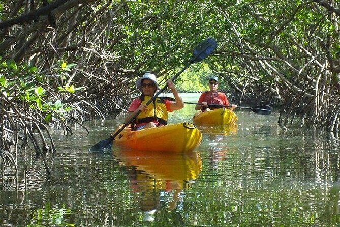 Guided Kayak Dolphin Eco Tour in Pelican Bay - The Experience: What to Expect on the Water