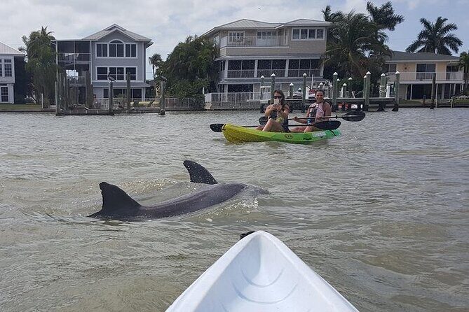 Guided Kayak Dolphin Eco Tour in Pelican Bay - Practical Details and Value