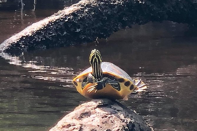 Guided Kayak Eco Tour: Real Florida Adventure - Traveler Experiences and Recommendations