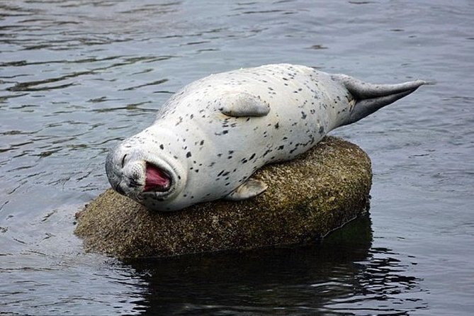Guided Kayak Tour on San Juan Island - FAQs