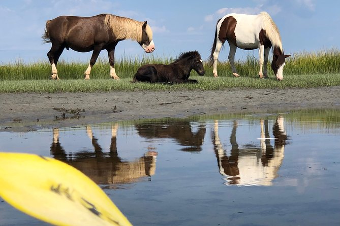 Guided Kayak Tour to See Ponies, Birds, Dolphins and More - Meeting and Pickup Information