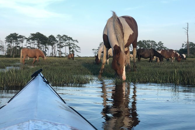 Guided Kayak Tour to See Ponies, Birds, Dolphins and More - Whats Included in Your Tour