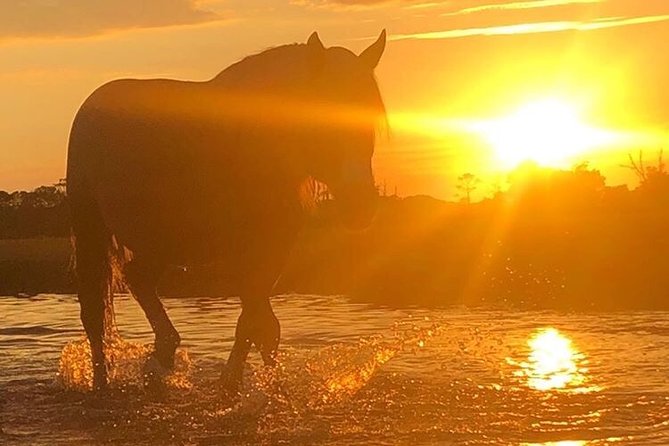 Guided Kayak Tour to See Ponies, Birds, Dolphins and More - Wildlife You Might Encounter