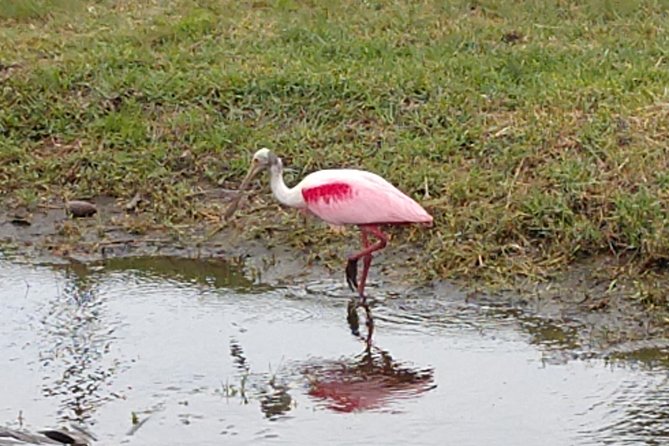 Guided Kayak Tour with Manatee & Dolphin Sightings - Key Points