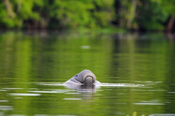 Guided Kayaking Manatee Tour near Orlando - The Guide and Group Size