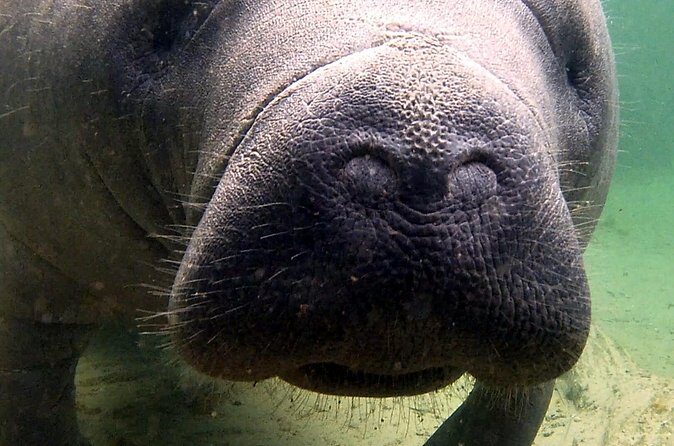 Guided Kayaking Manatee Tour near Orlando - Price and Value