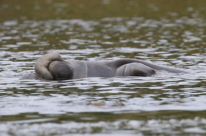 Guided Kayaking Manatee Tour near Orlando - Practical Details and Tips