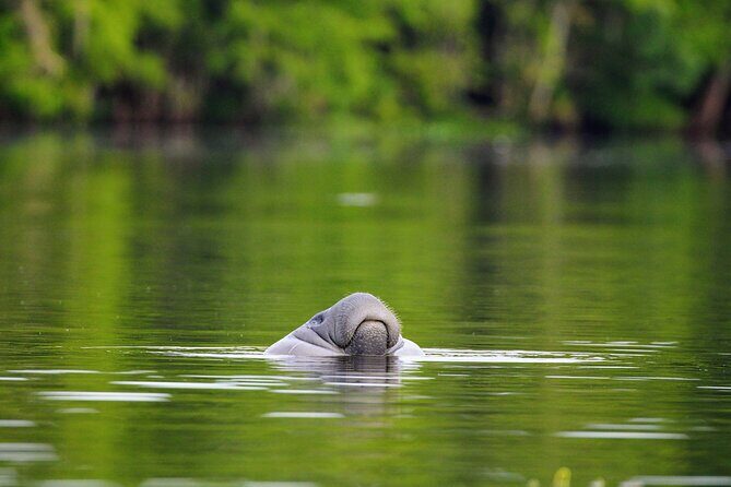Guided Kayaking Manatee Tour near Orlando - The Sum Up