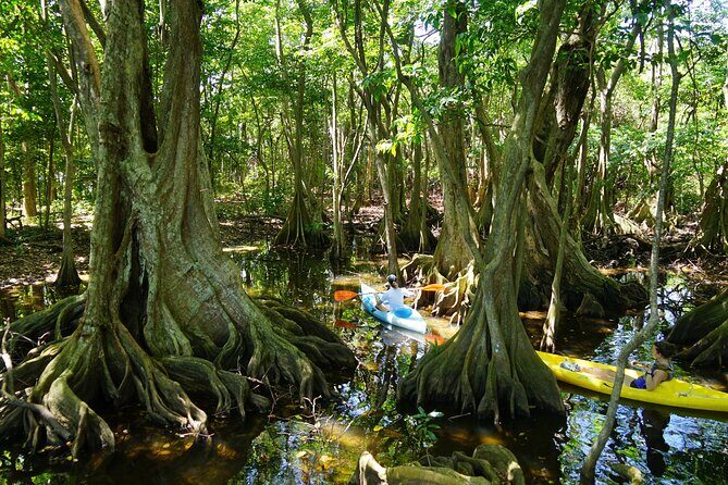 Guided Kayaking Tour of the Mitan Pond and its Mangrove - Exploring the Guided Kayaking Tour of Mitan Pond and Its Mangrove