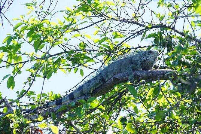Guided Kayaking Tour of the Mitan Pond and its Mangrove - Key Points